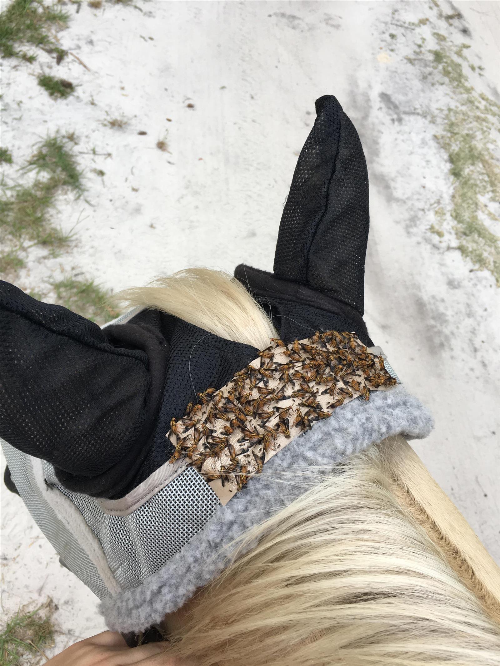 12/pk Tred-Not Horsefly Patches