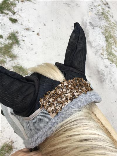 12/pk Tred-Not Horsefly Patches