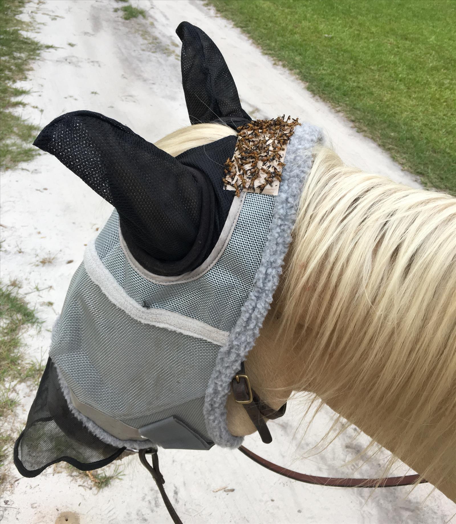 12/pk Tred-Not Horsefly Patches